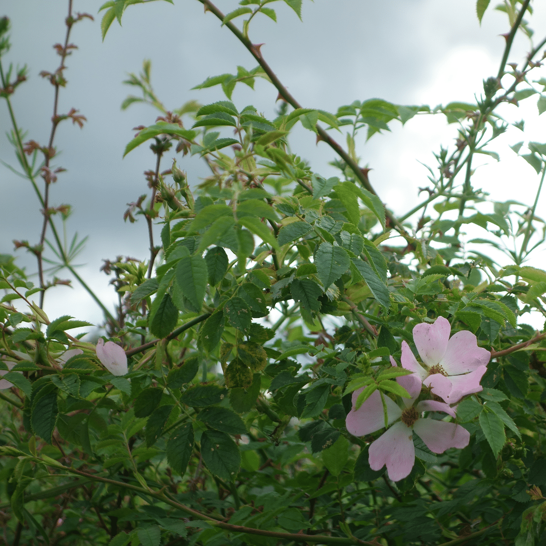Choosing Between the Hard and the Hard - Deborah Keene